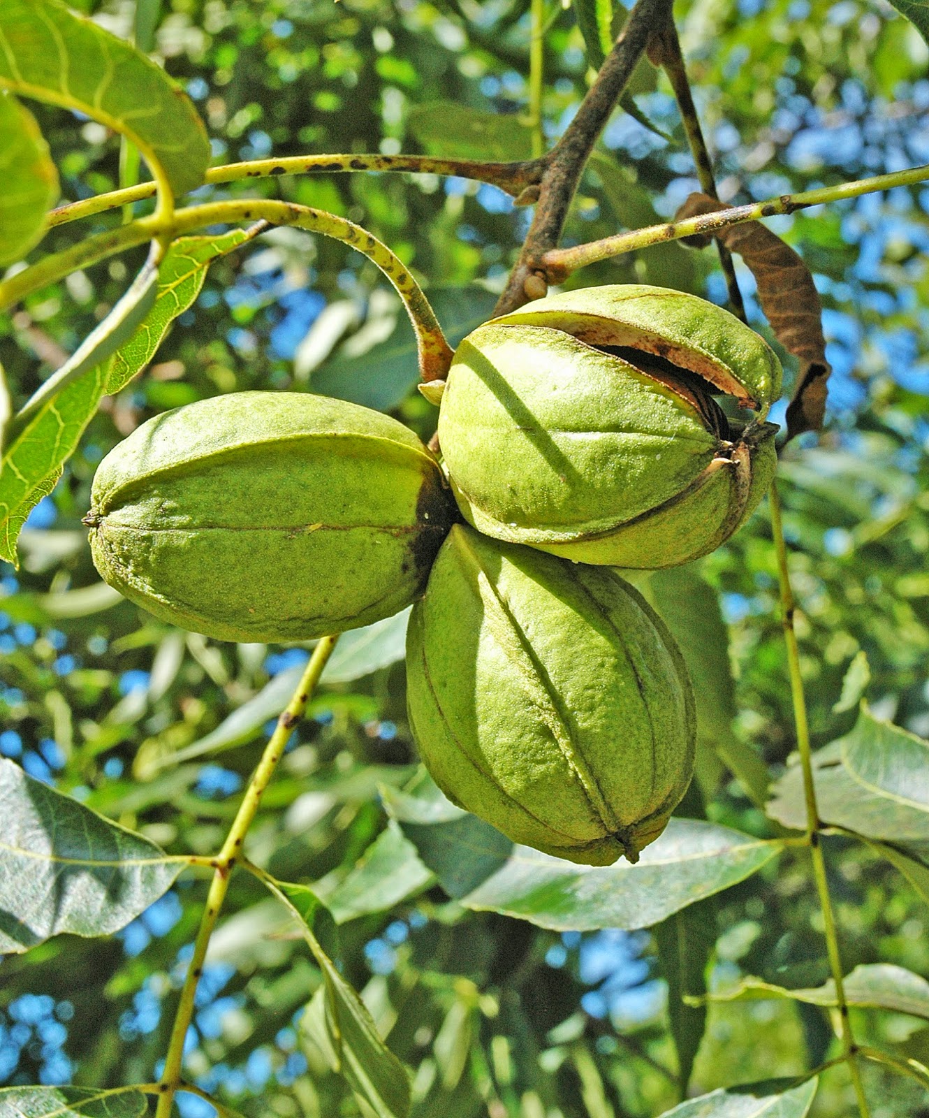 Northern Pecans: Checking on pecan nut maturity
