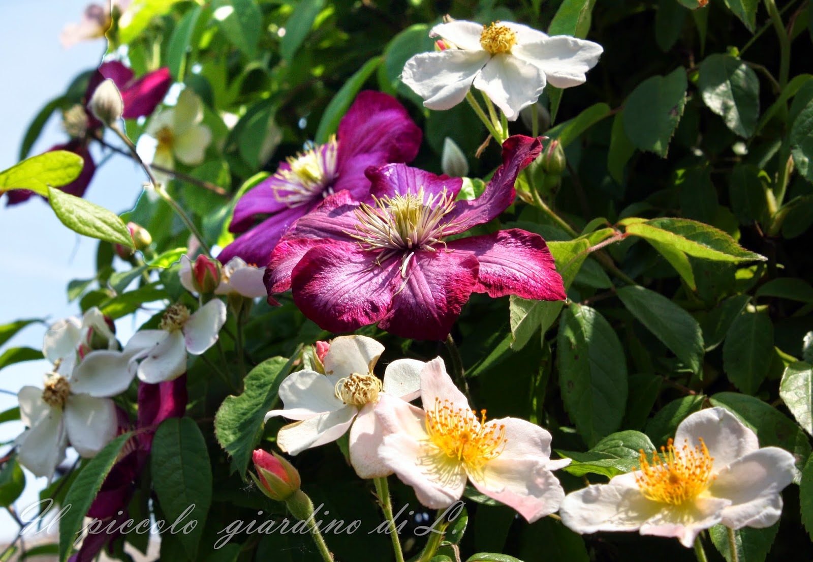 Il piccolo giardino di L.: Un ibrido di moschata poco conosciuto: la ...