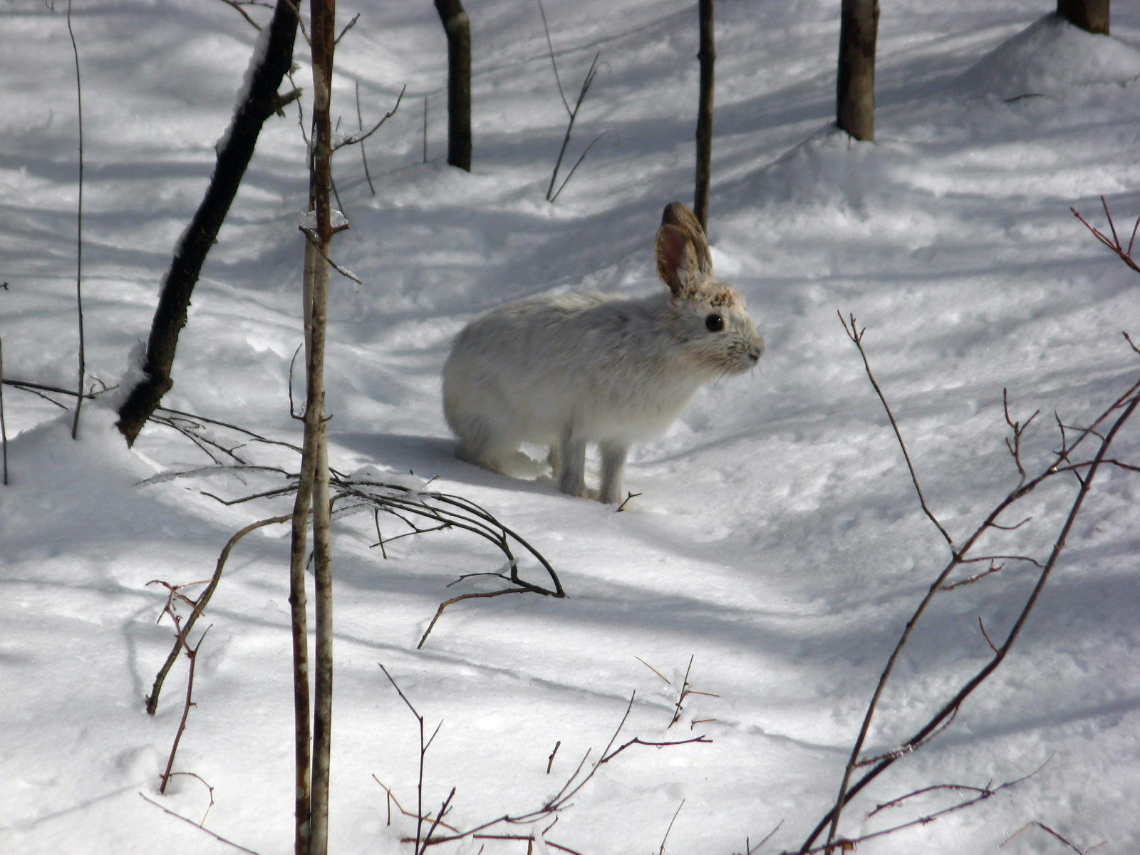 BIG WOODS HARE HUNTERS OF THE ALLEGHENY: WELCOME TO THE OFFICIAL BLOG ...