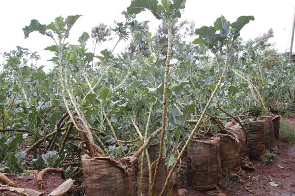 SIMPLE STEPS TO GROW SUKUMA WIKI IN SACKS