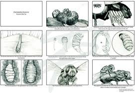CachorrosBlogs.: Parasitas de Cachorro - Mosca de Berne (Demotobia ...