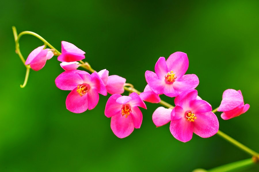 Khasiat Bunga Air Mata Pengantin untuk Kesehatan