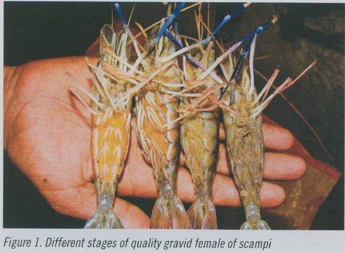 Finray Biotech INC: Disease in Scampi Farming in India