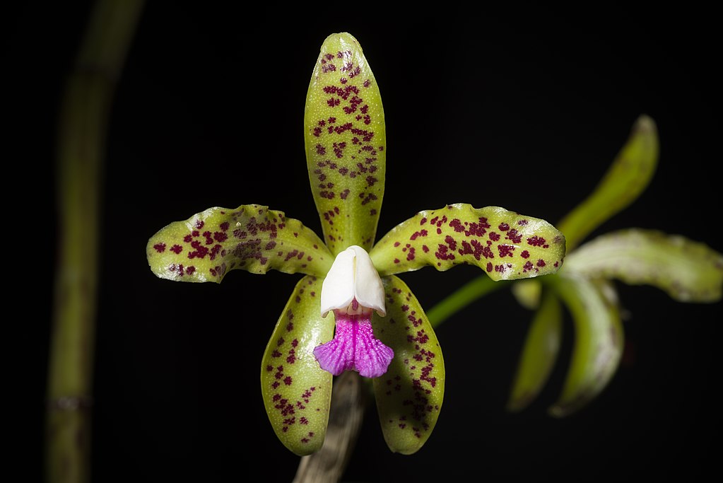 Grow and care Cattleya guttata orchid - Spotted Cattleya | Travaldo's blog