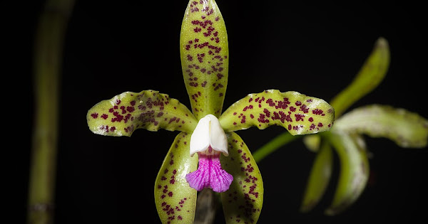 Grow and care Cattleya guttata orchid - Spotted Cattleya | Travaldo's blog