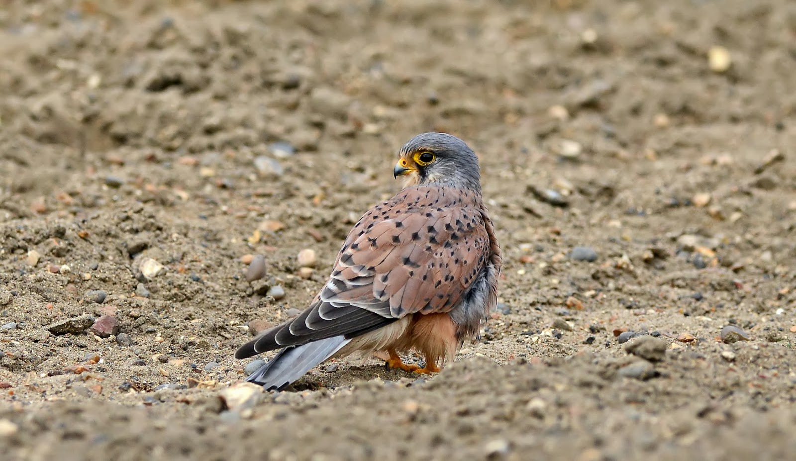Anthony Miners Wildlife Photos: Young Kestrel