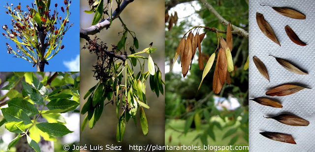 PLANTAR ÁRBOLES y arbustos: Árboles Autóctonos de España