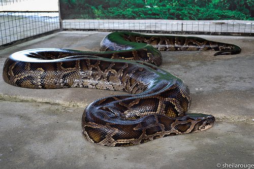 Visit BOHOL: Loay: Xzootic Animal Park