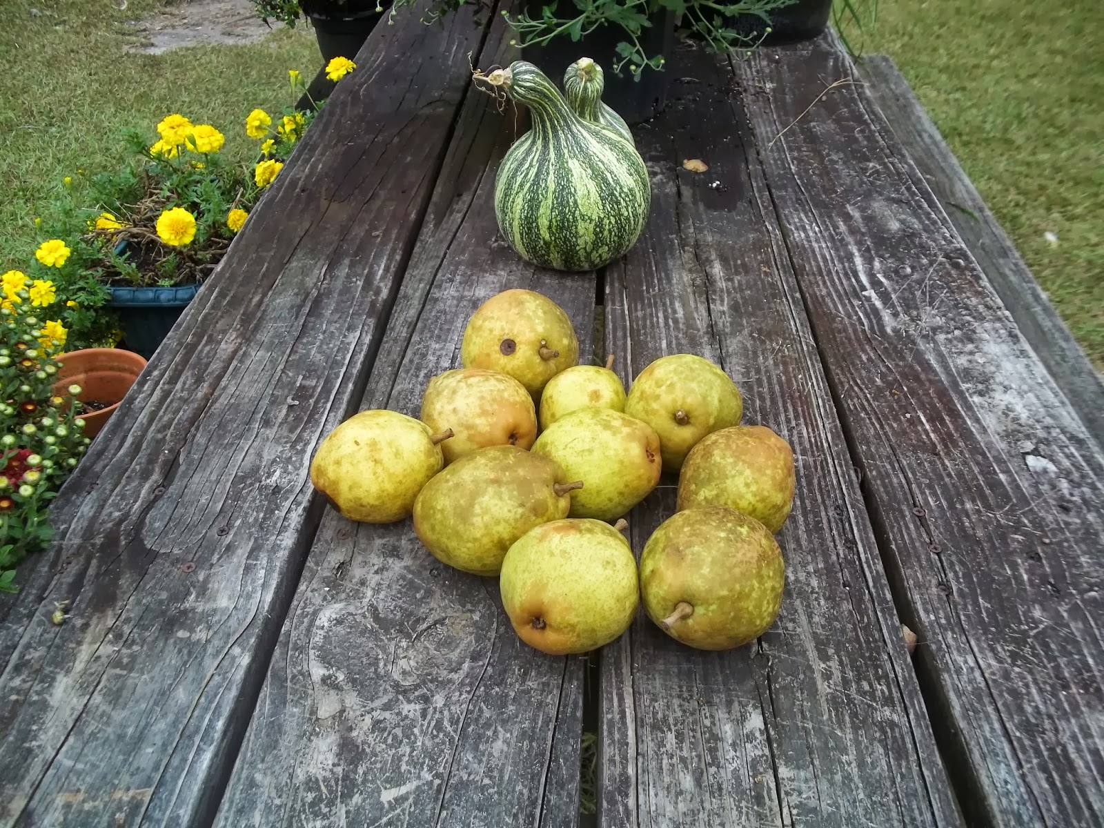 A Heart for Home: Another Week On the Homestead