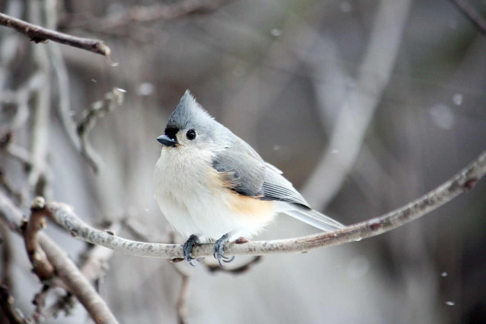CARLETTA'S CAPTURES: Tufted Titmouse In The Snow