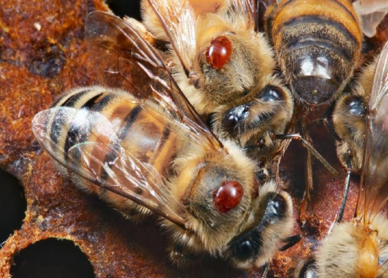 Loque Americana: Reaparece enfermedad que afecta a las abejas - Hora 25 ...