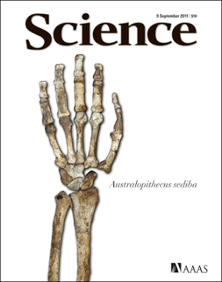 PALAEOBLOG: Australopithecus sediba