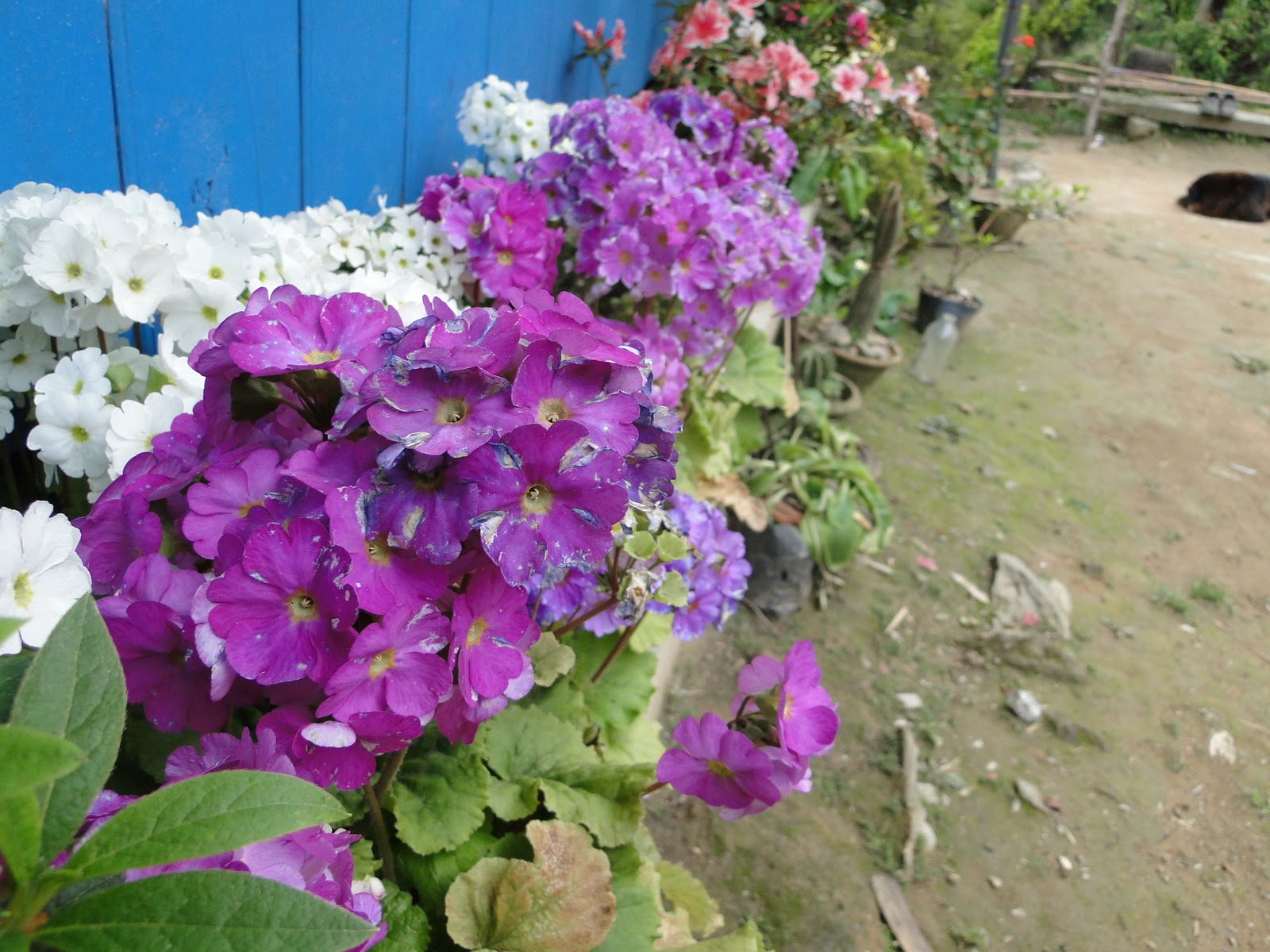Flowers found around Darjeeling