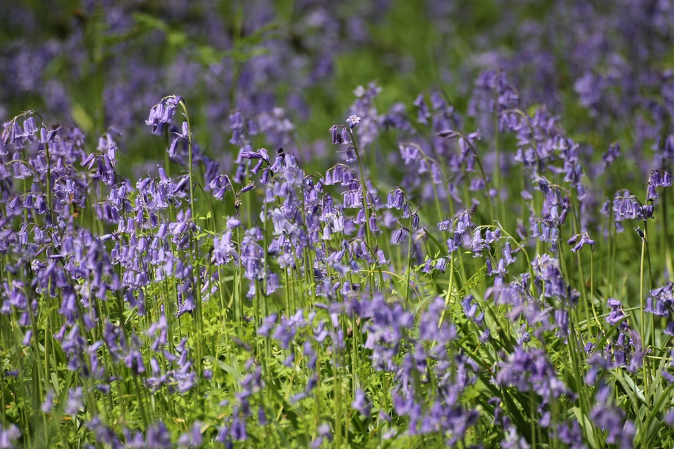 The Best Places to See Bluebells this Spring