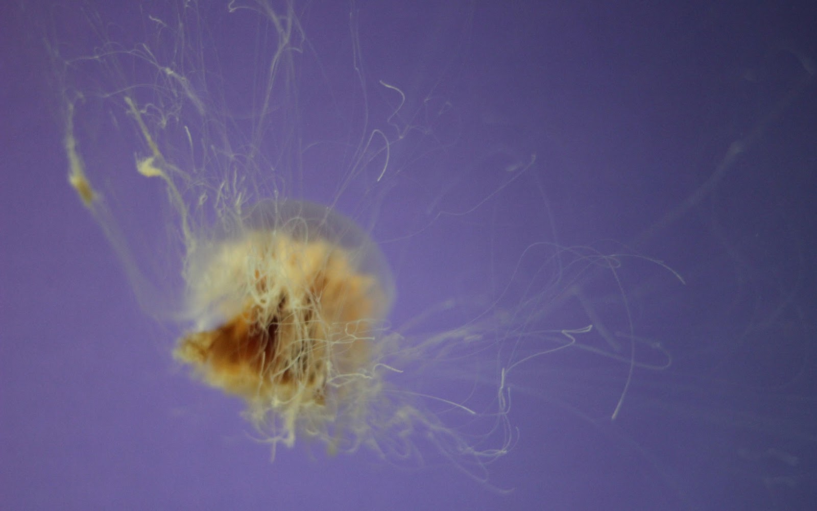dispatch: scyphozoa: cnidaria