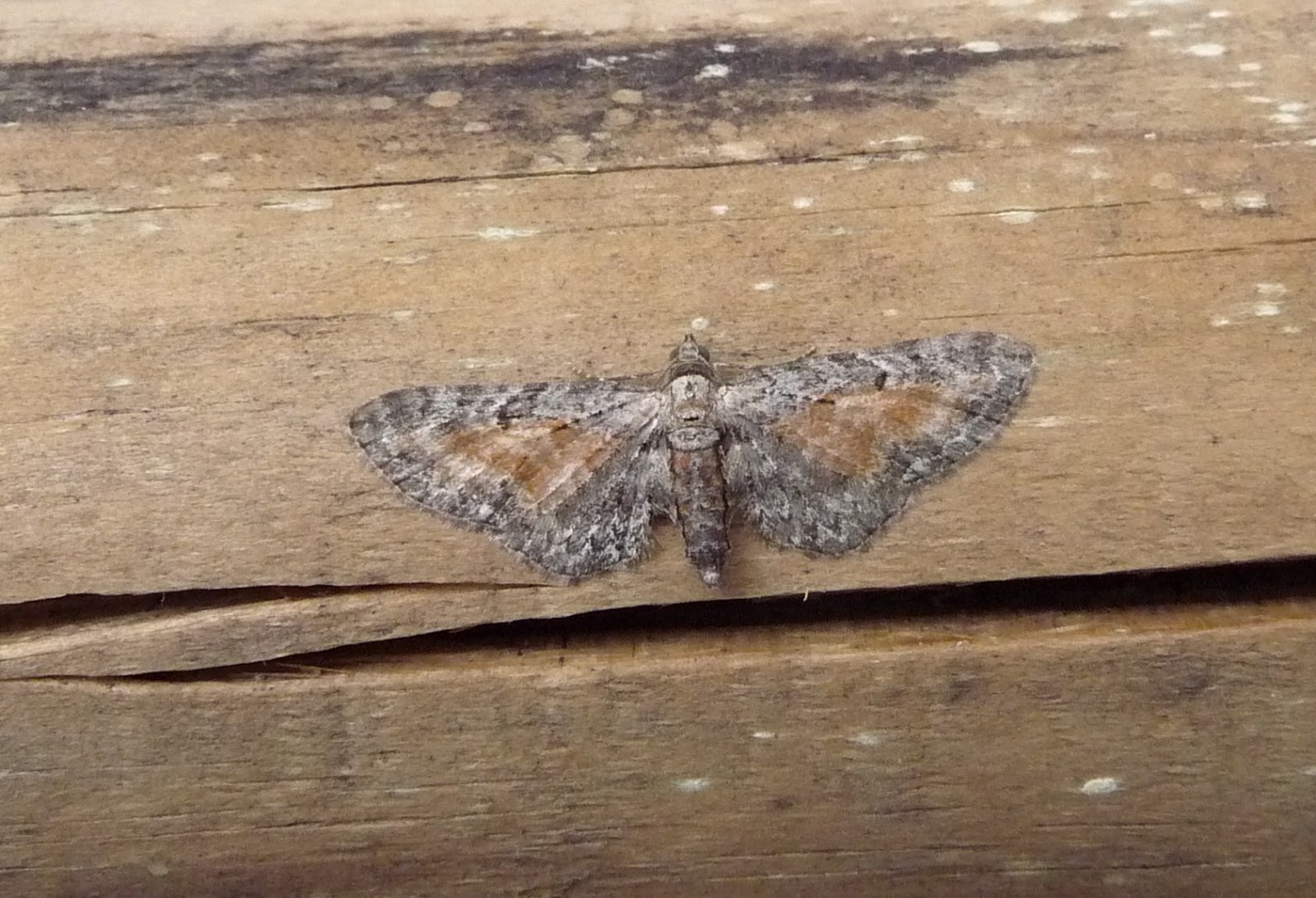Ceredigion Moths: National Moth Night 2013