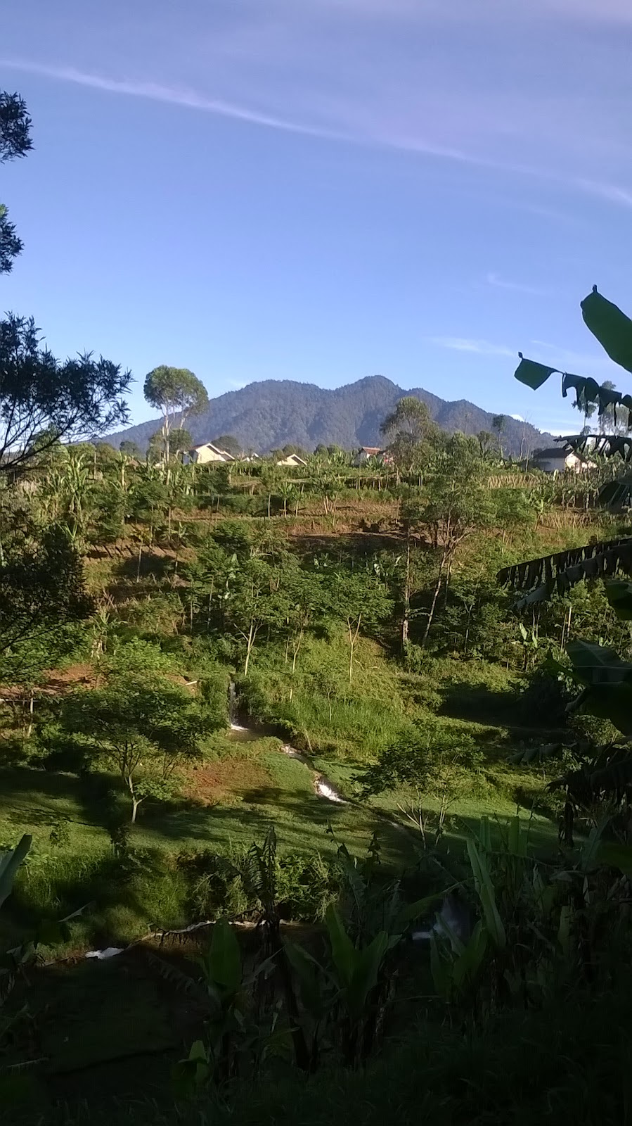 Green Lembang: Perkembangan Peternakan Sapi Perah Tradisional Di Lembang