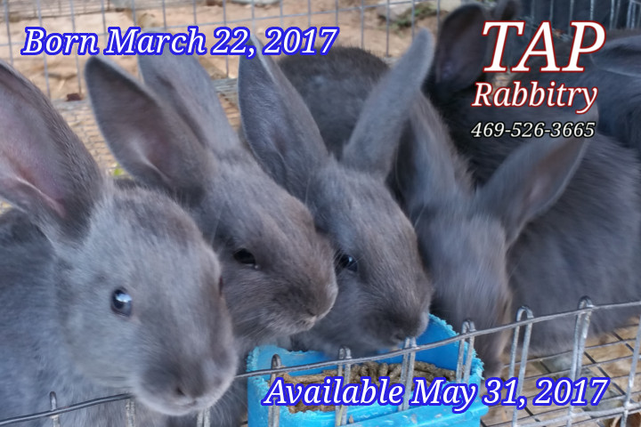 American Blue Rabbit