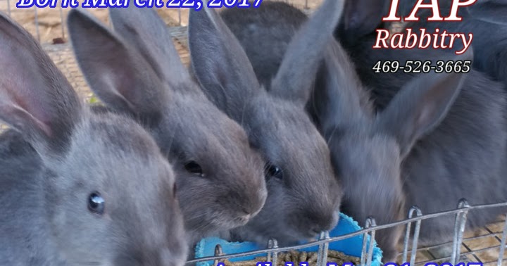 TAP Homestead And Rabbitry, Canton, TX (469)-526-3665: American Blue ...