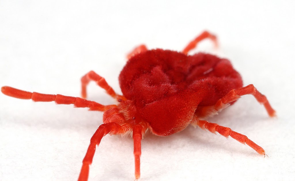 Real Monstrosities: Giant Red Velvet Mite