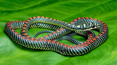 Cobras voadoras: a arte de voar sem asas - Natureza e Conservação