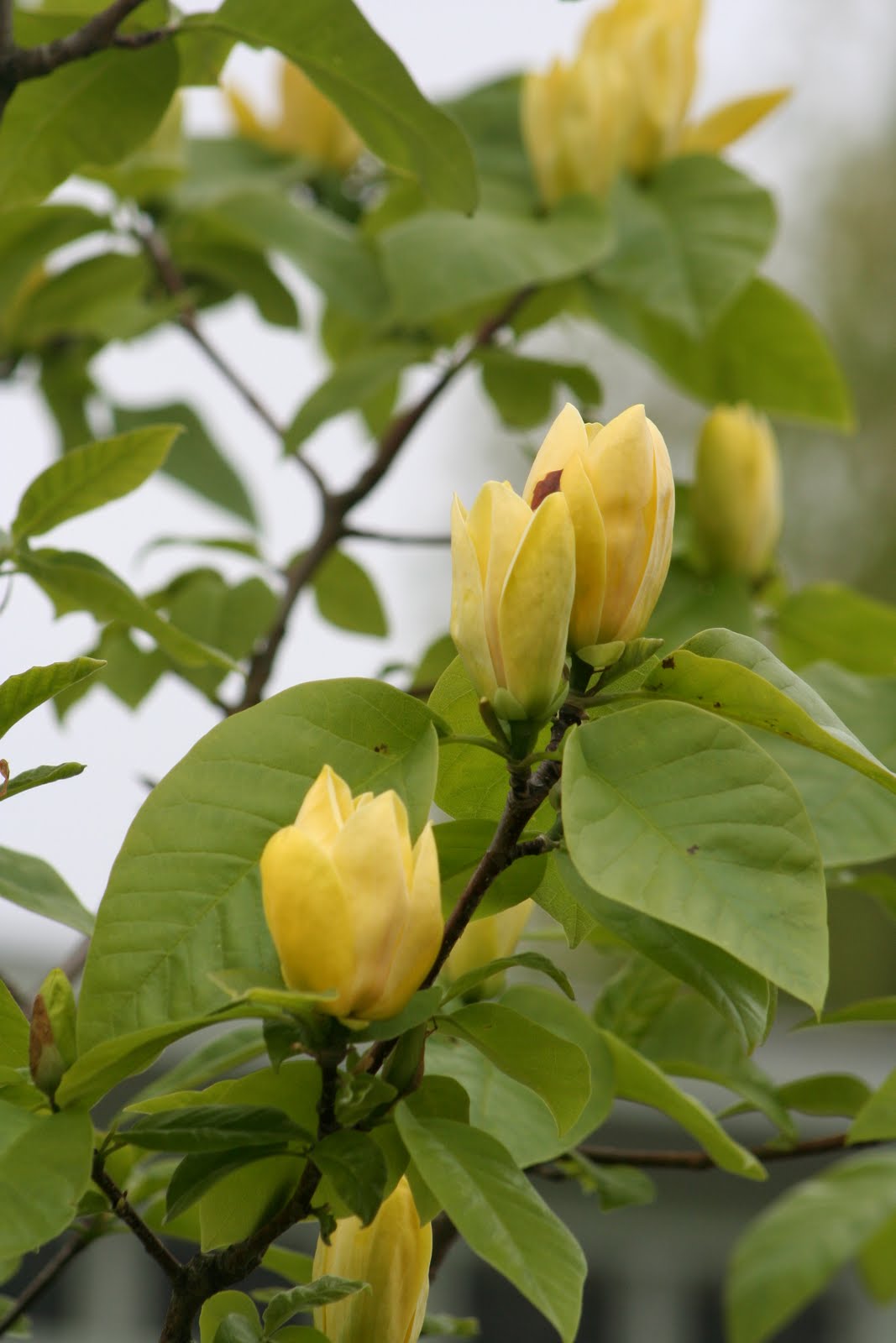 Our Garden Journal: Another Magnificent Magnolia: Yellow Bird