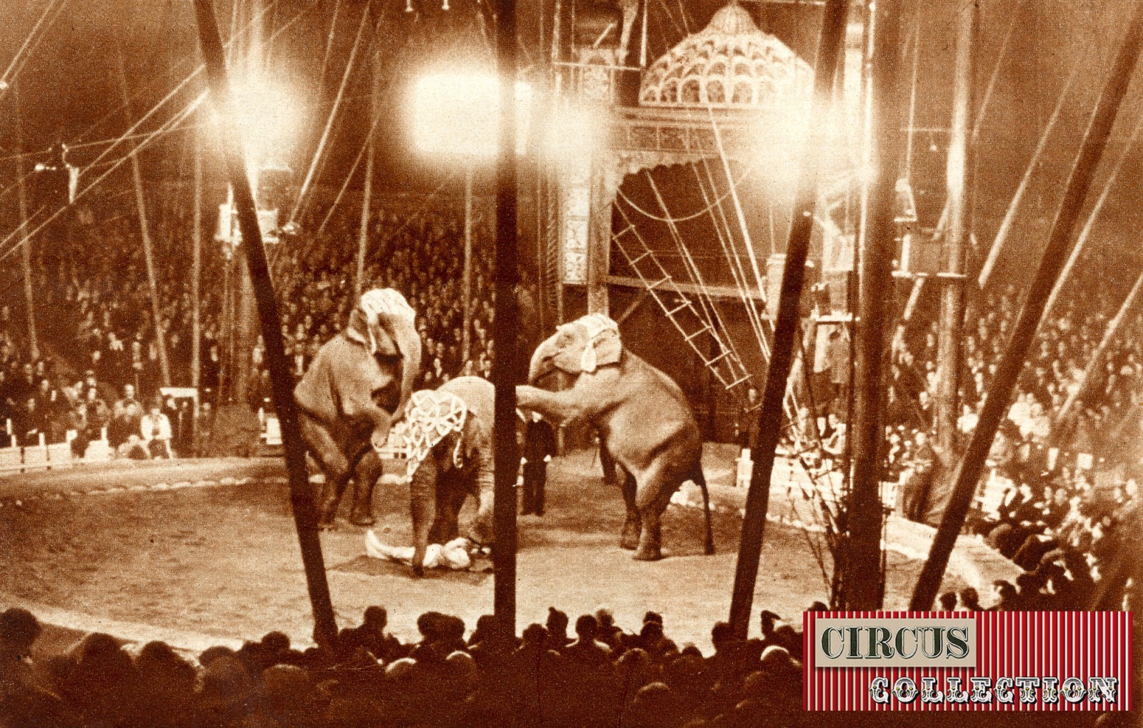 Circus -Collection: Les éléphants au cirque Knie 1930-1939