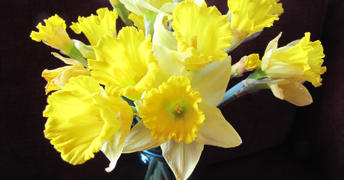 timeless reflections: Daffy-Down-Dilly