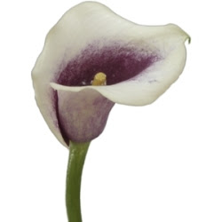 IN FULL BLOOM FLOWERS: 40,000 Mini callas!!!