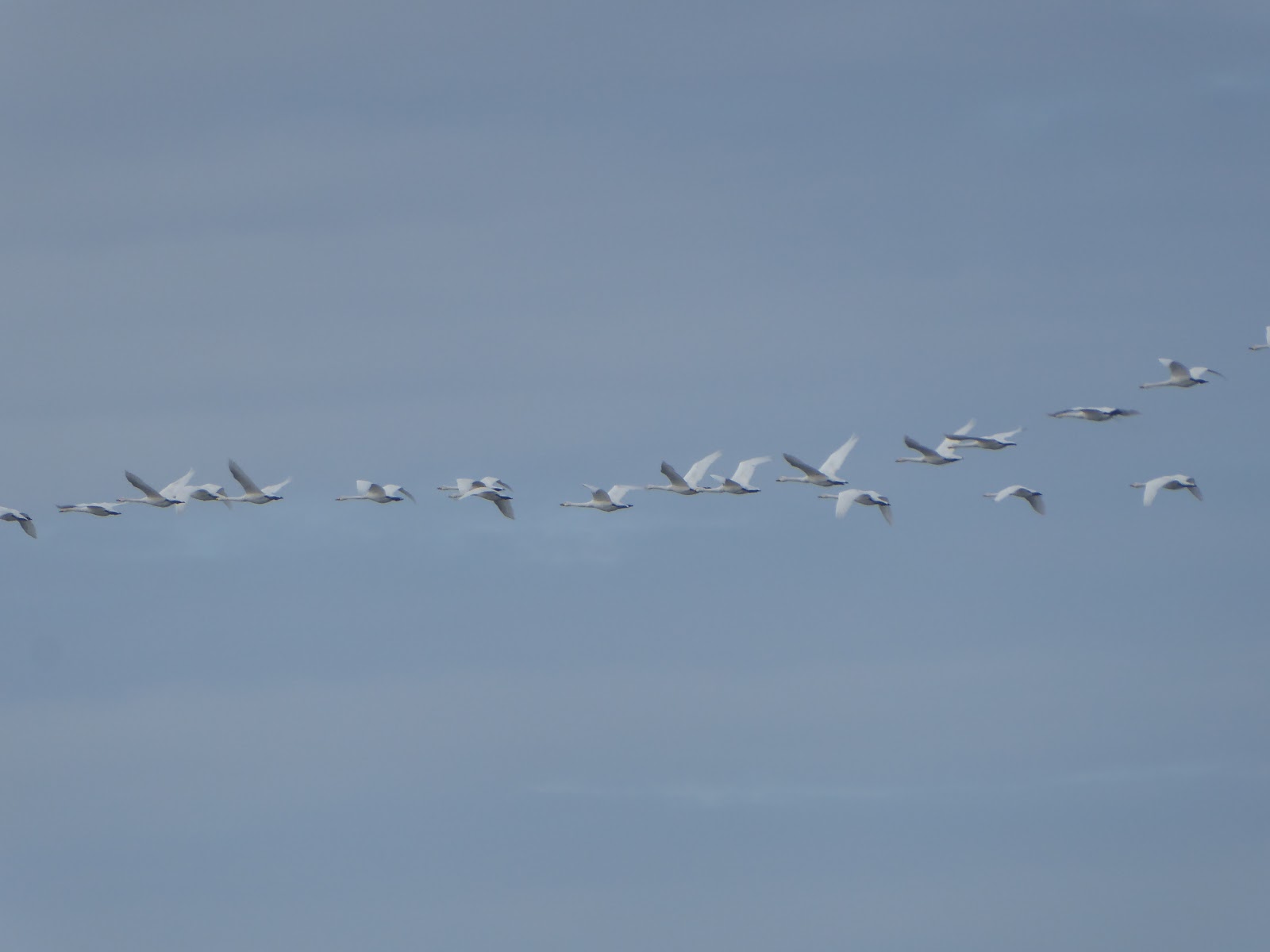 Heysham Bird Observatory: Osprey