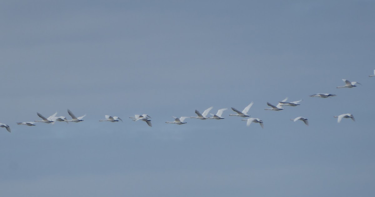 Heysham Bird Observatory: Osprey