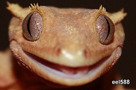 A Rock in the Desert: How to Keep Your Crested Gecko Healthy