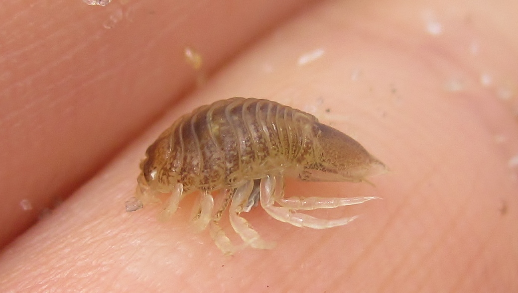 Nature on the Edge of New York City: Tiny Critters Live in Lower NY Bay