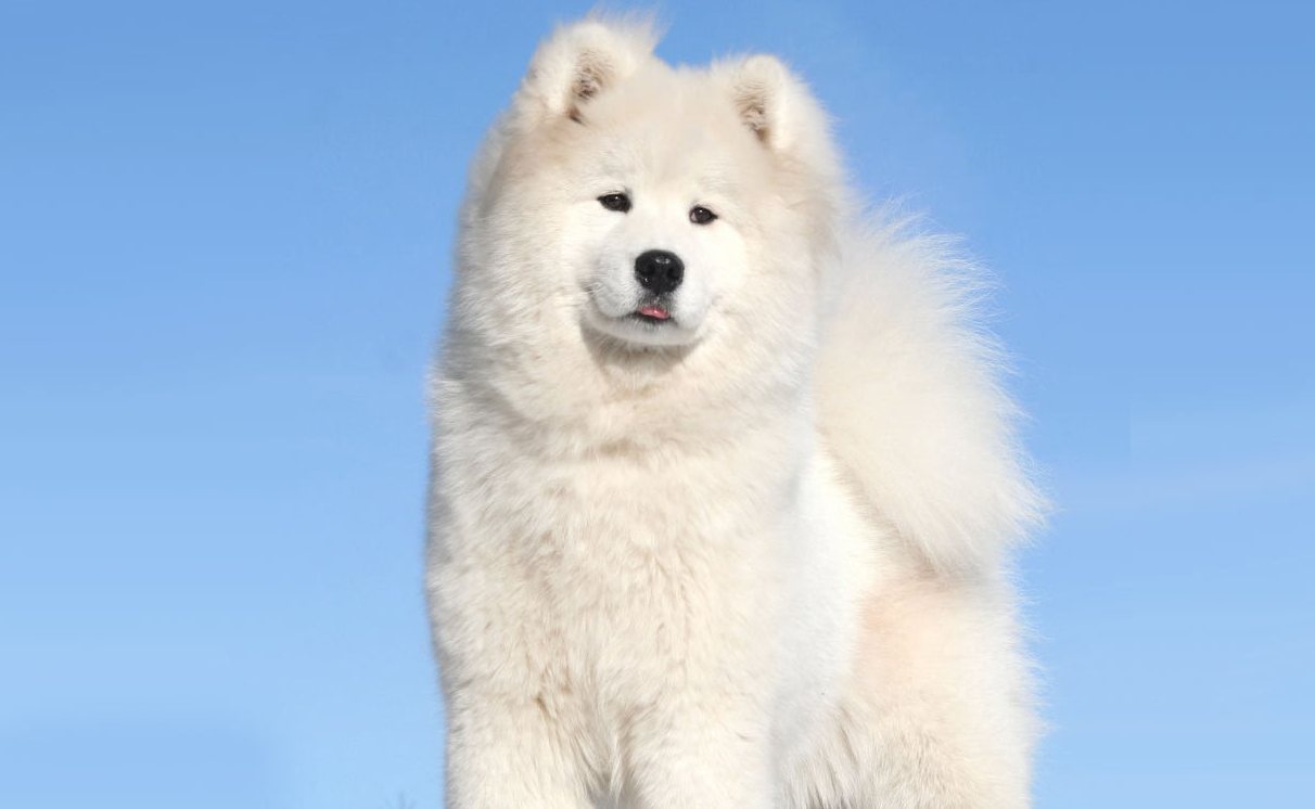 Samoyed The Sledding Dog