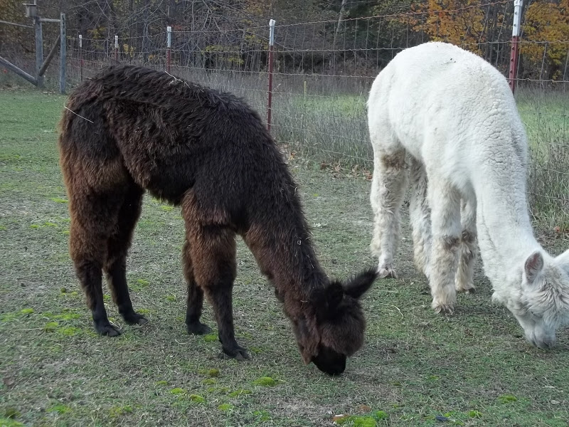 Spinners End Farm: Not something I had considered.....