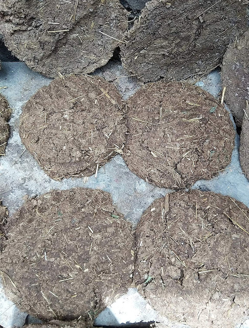 Pure Desi Cow Dry Dung Cakes (Gobar Upla, Thapdi, Gobar Kanda) for ...