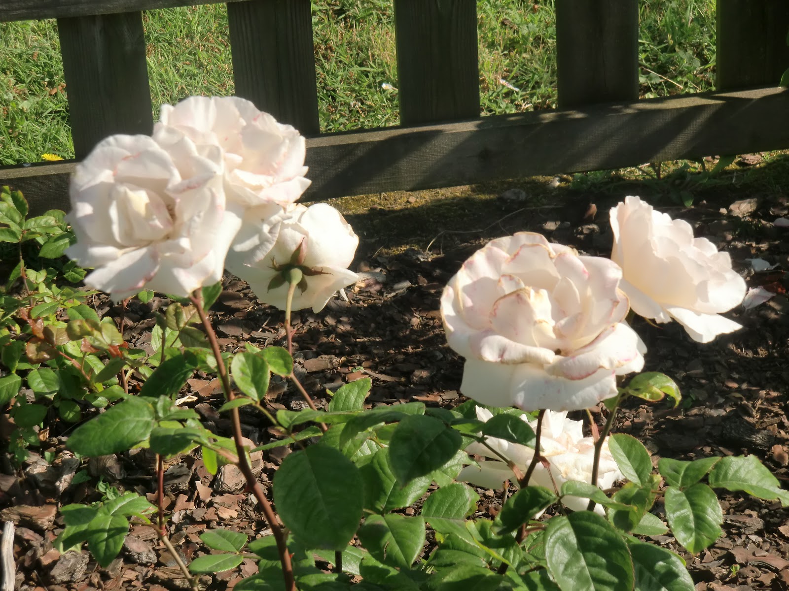 El cestillo de Emilia: ROSA ROSA ROSAM...