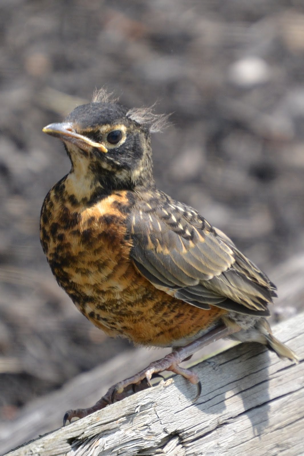 It's All About Purple: Baby Robin!!!!!