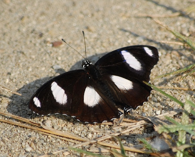 Nature Cameos: More Butterflies from Northern Thailand
