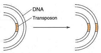 Ciencias de Joseleg: Los movimientos de un transposón en el genoma
