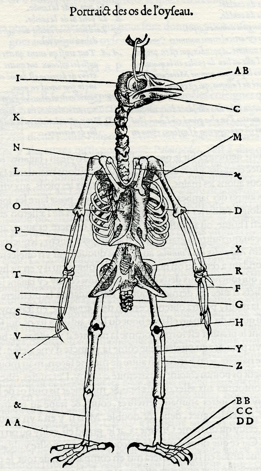 bird skeleton | Anatomy, Dark fantasy, Art