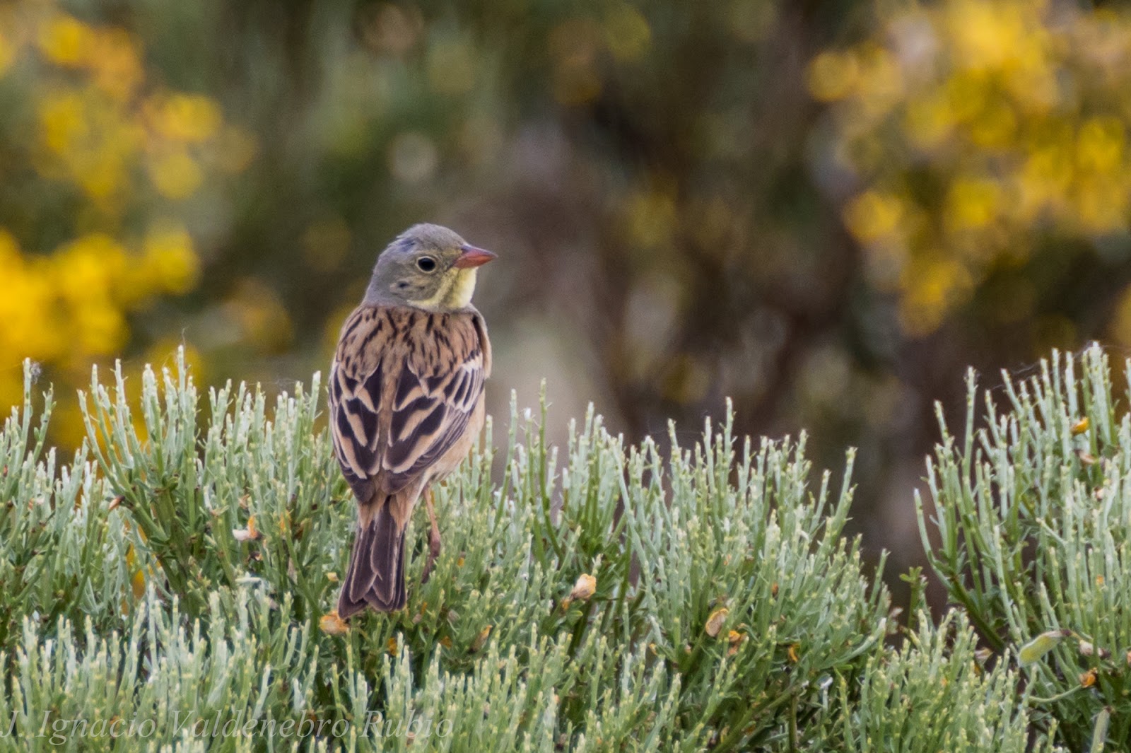 DocNatureBlog: El gran tenor de la montaña. Escribano hortelano ...