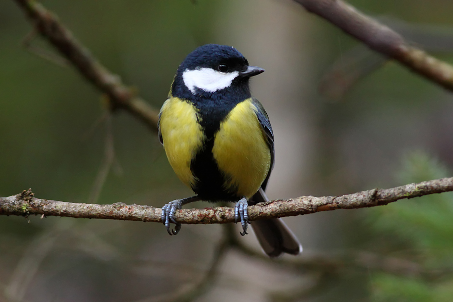 FREE BIRDS/ svobodne ptice: PTICE V PARKU TIVOLI