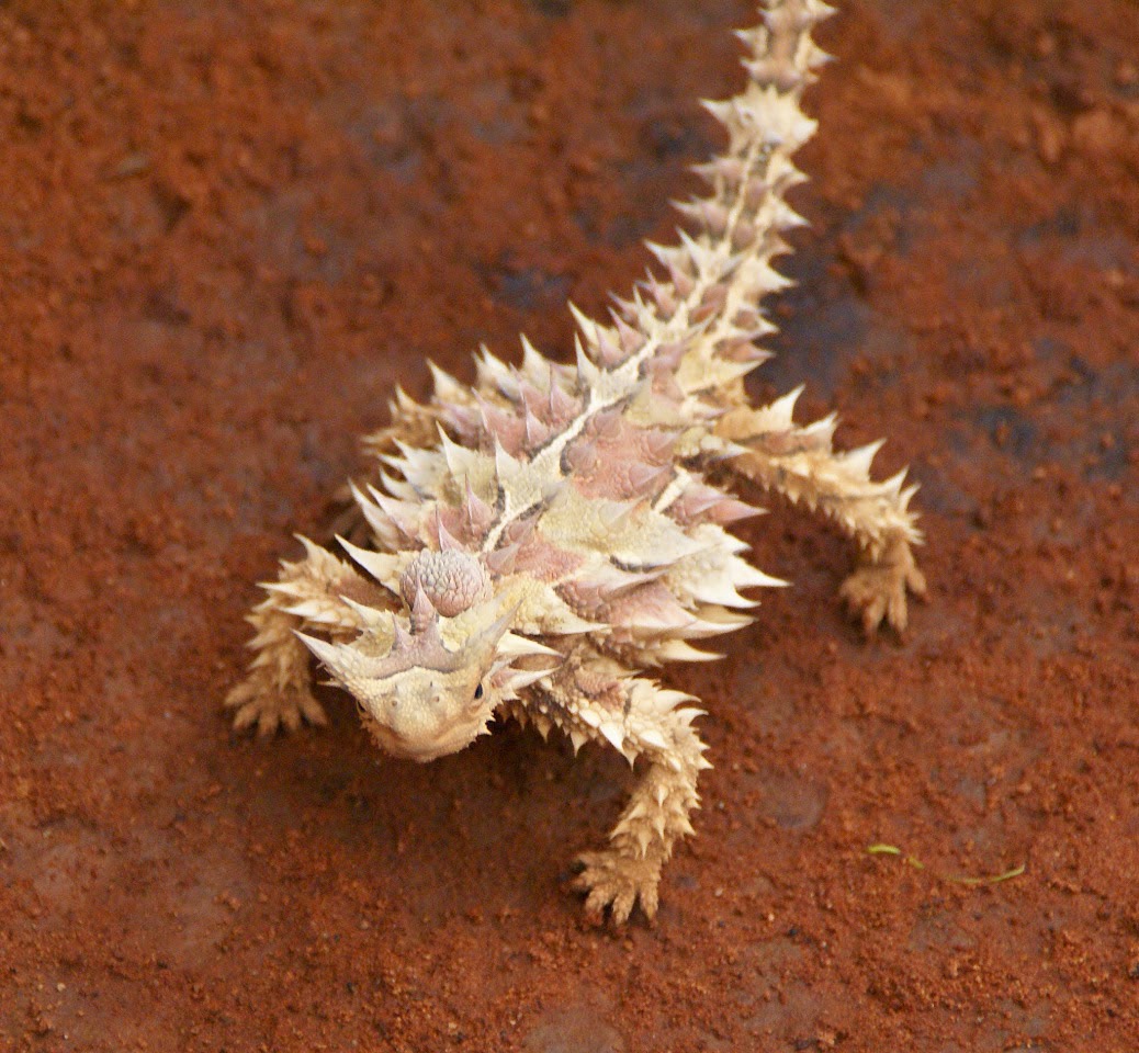 Thorny Dragon