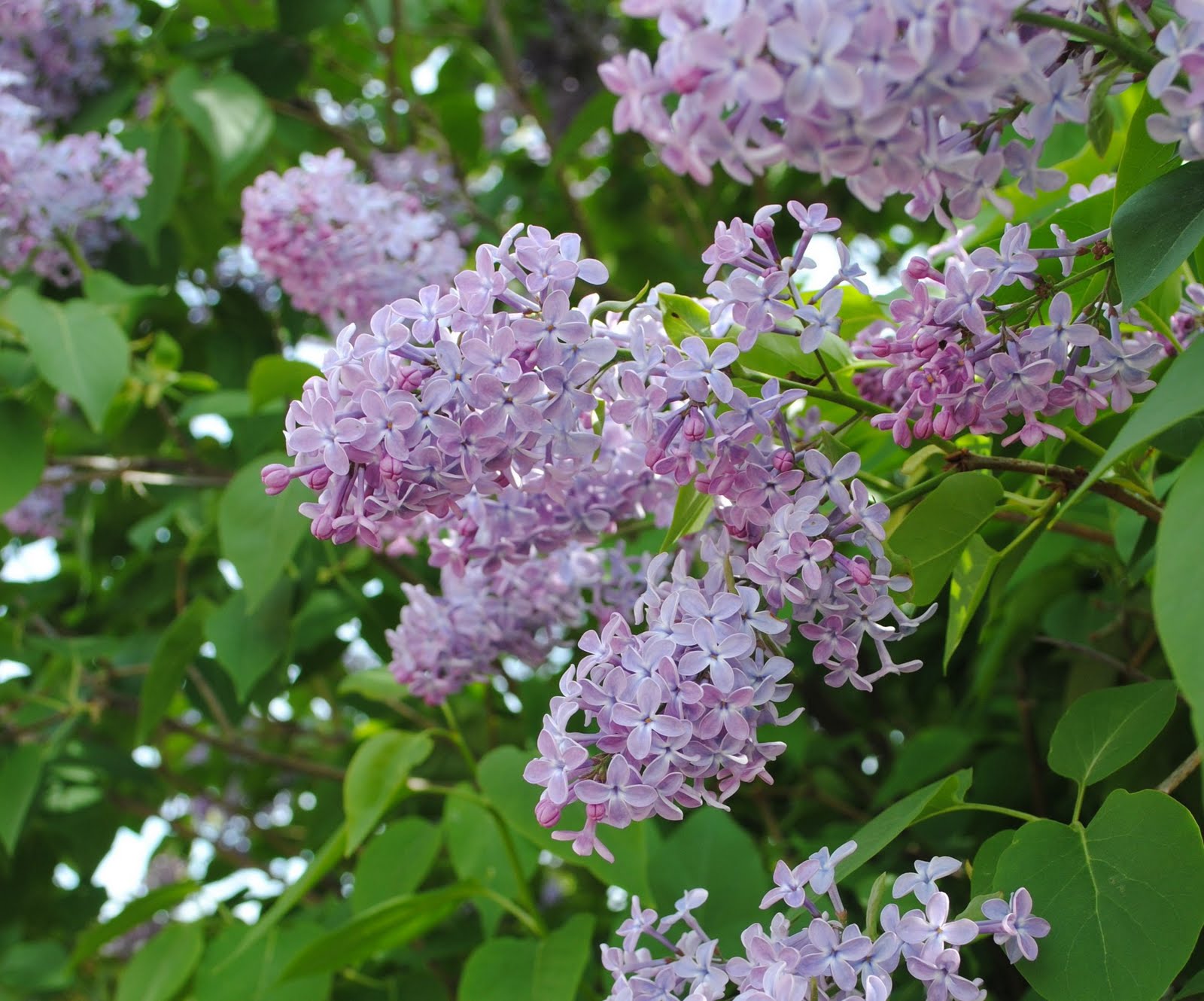 Fröken Embretsén: Syrener som blommar och staket som är vita