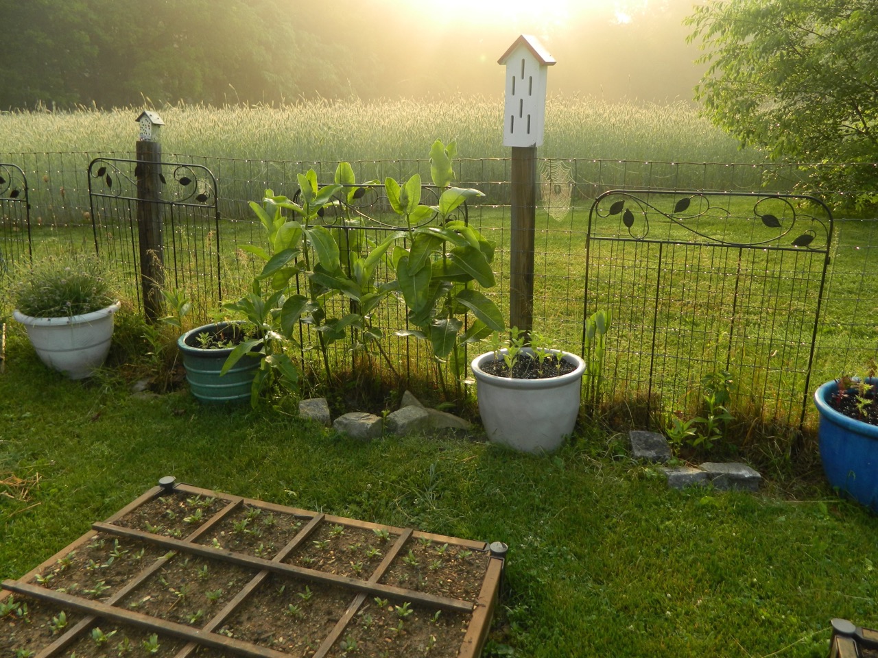 Pam's English Cottage Garden: Container Gardening