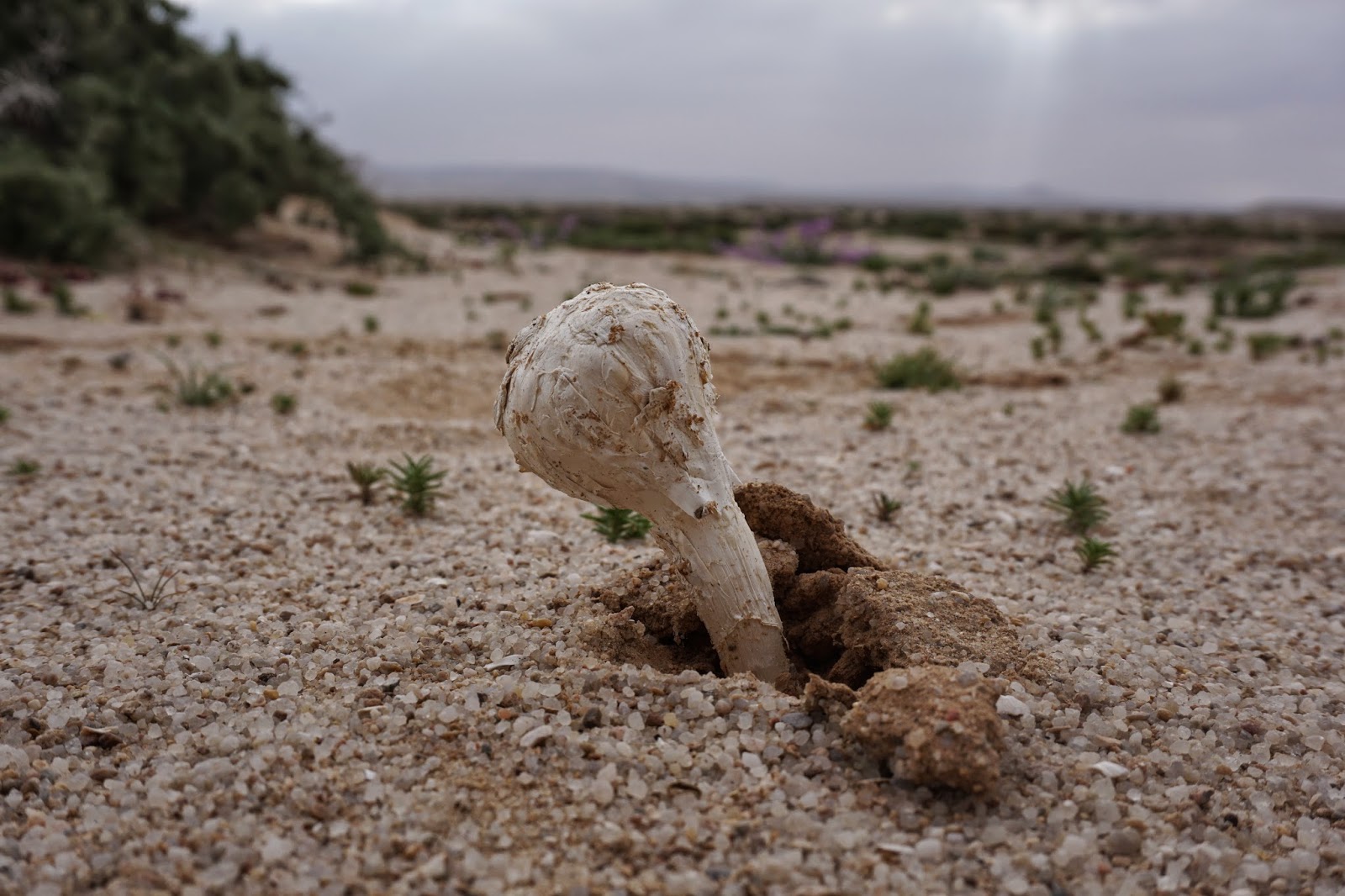Sahara Desert Fungi