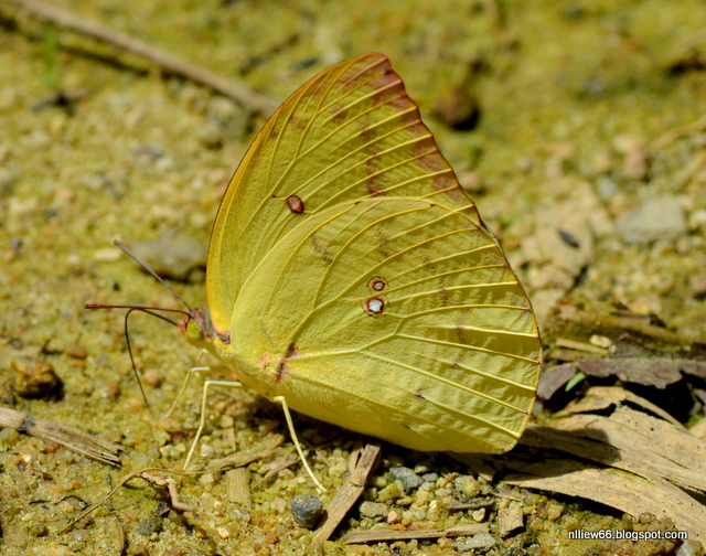 The Forested Path (and Beyond): BUTTERFLIES of RAUB: The Lemon Emigrant ...