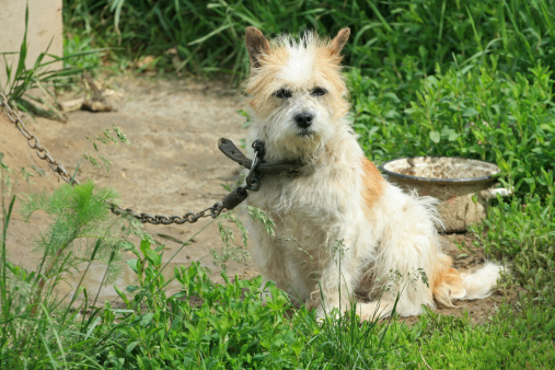 Belchertown Veterinary Hospital