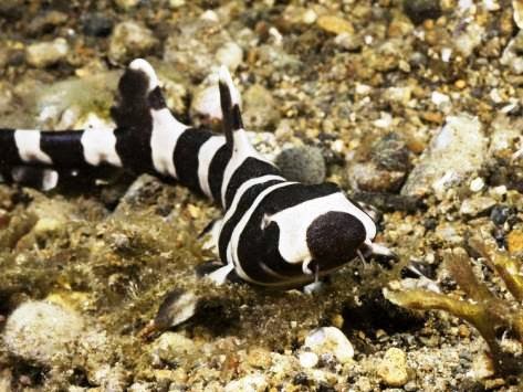 Rumbo a la profundidad: Tiburones